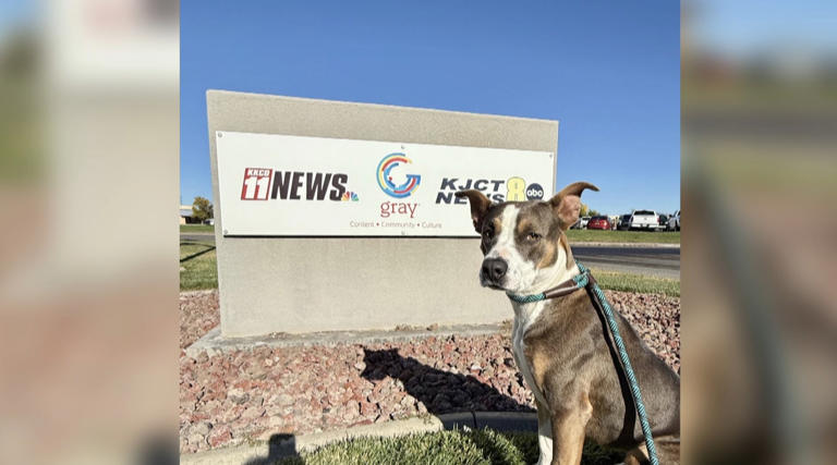 Give Sadie a home: Roice-Hurst Humane Society’s longest‑staying pup