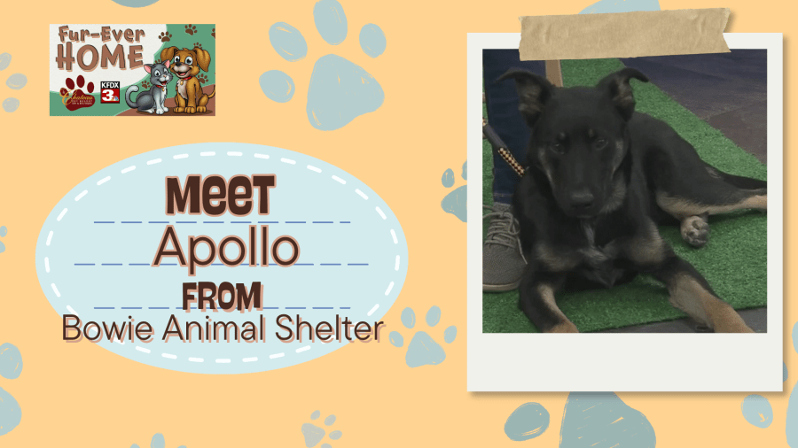 Bowie Animal Shelter pup Apollo ready for new adventures