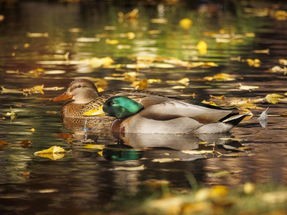 Calgary Zoo implements safety measures in response to confirmed avian ...
