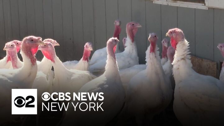 Cost of Thanksgiving turkey may have you crying fowl this year