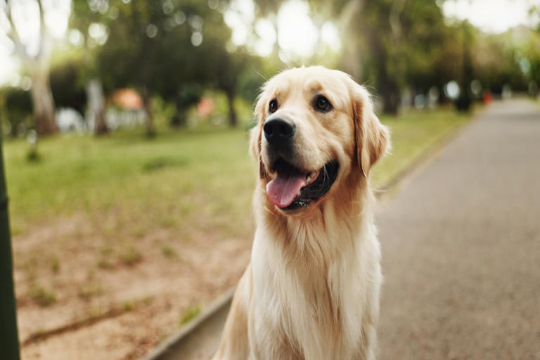 Golden Retriever Waiting for Friends to Show Up at Dog Park Brings All ...