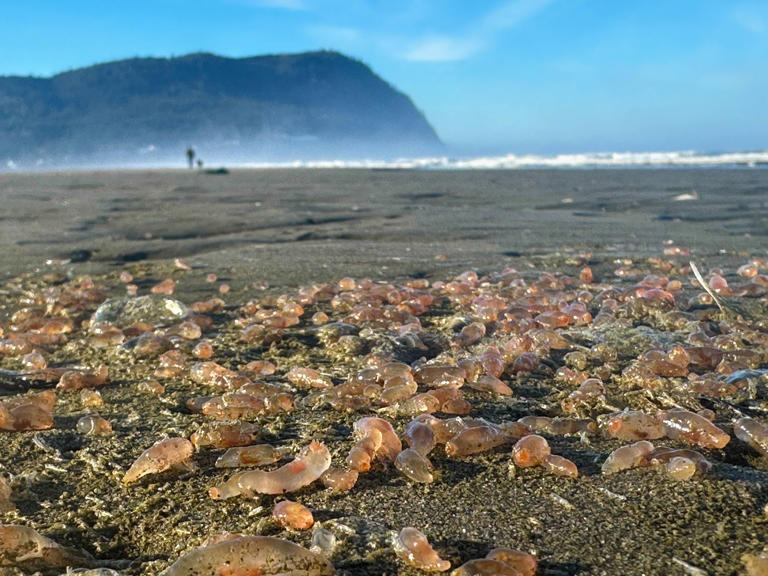 Shock as thousands of gelatinous pink sea creatures wash ashore in America