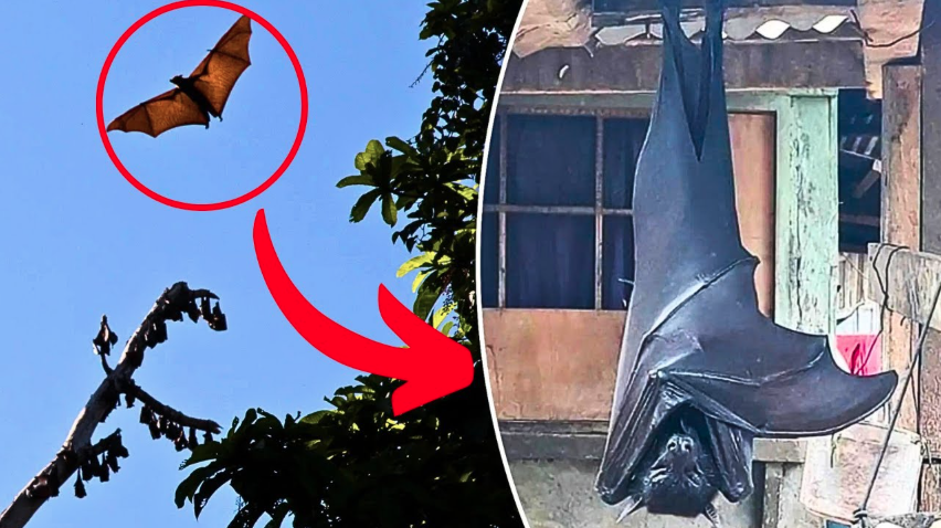 They Said Giant Bats Don’t Exist… Until We Caught This on Camera