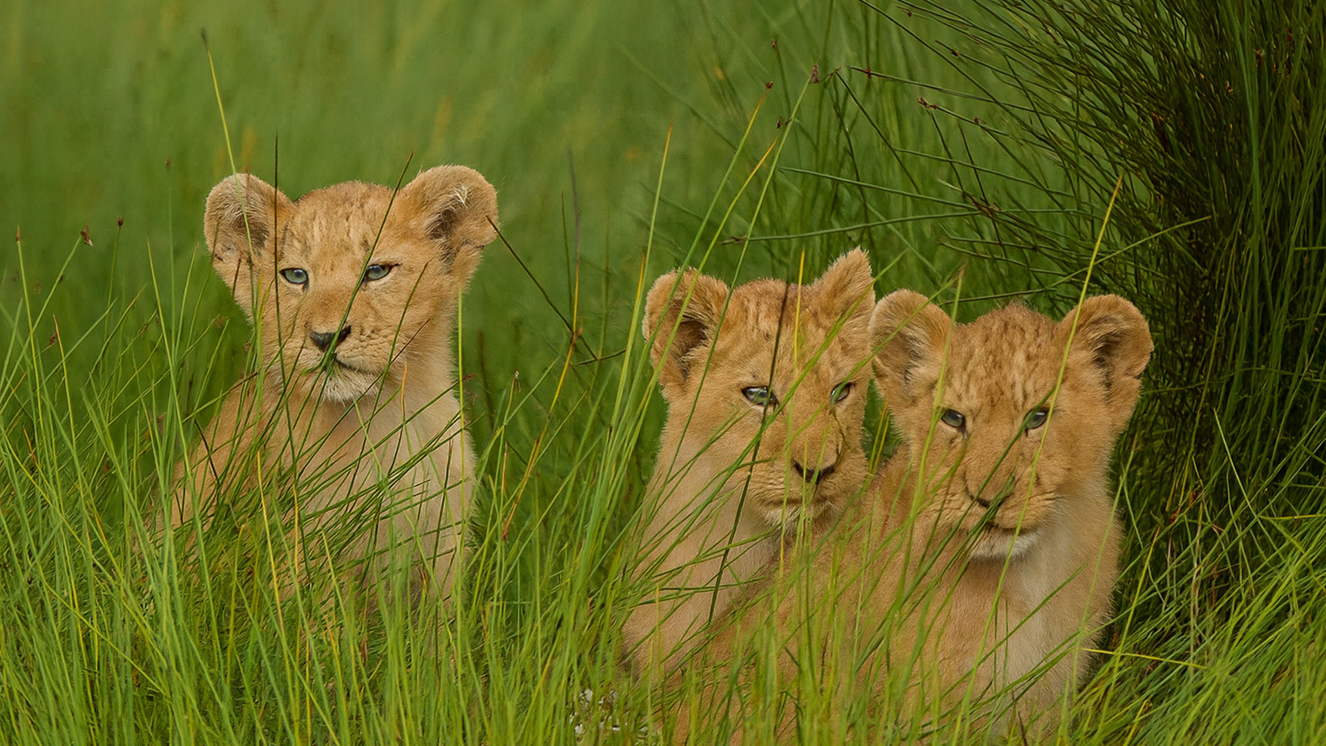 Lion Cubs in the Grasslands – Animals of the World in 4K