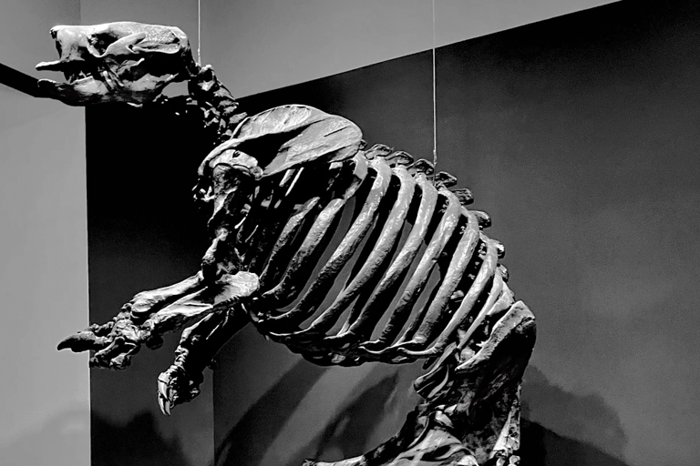 Giant ground sloths’ fossilized teeth reveal their unique roles in the ...