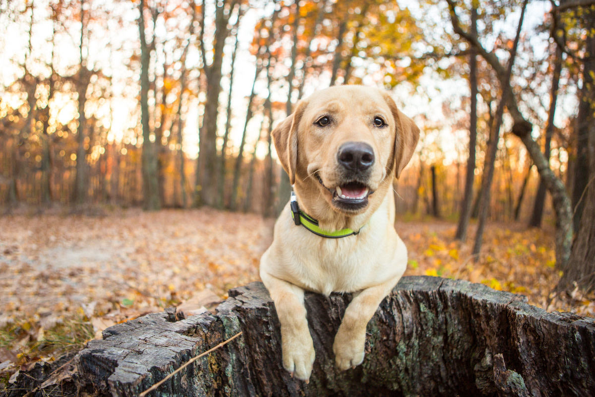 Yellow Lab Hides in Giant Leaf Pile, But Her Nose Gives Her Away