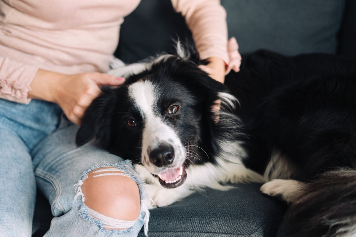 10 Signs Your Dog Thinks You’re the Best Person in the World