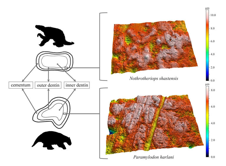 Giant ground sloths’ fossilized teeth reveal their unique roles in the ...