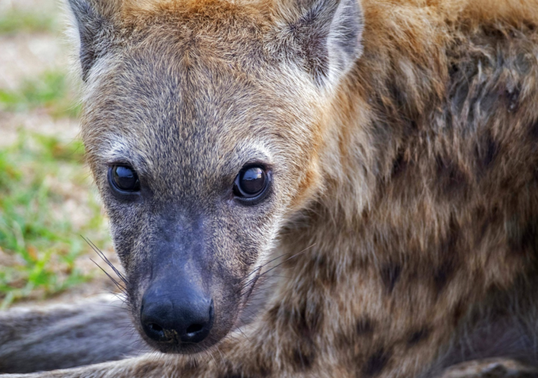 Ghostly Shot of Rare Hyena Wins Wildlife Photographer of the Year Award