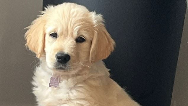 Golden retriever reunited with favorite person
