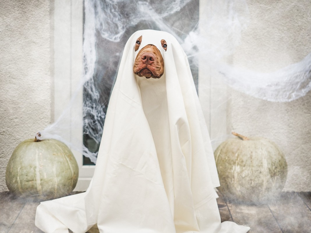 These 6 Spooky& Scary Dog Breeds Are Frighteningly Cute