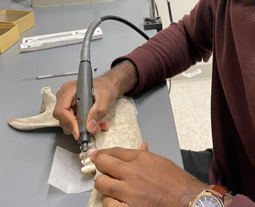 Giant ground sloths’ fossilized teeth reveal their unique roles in the ...