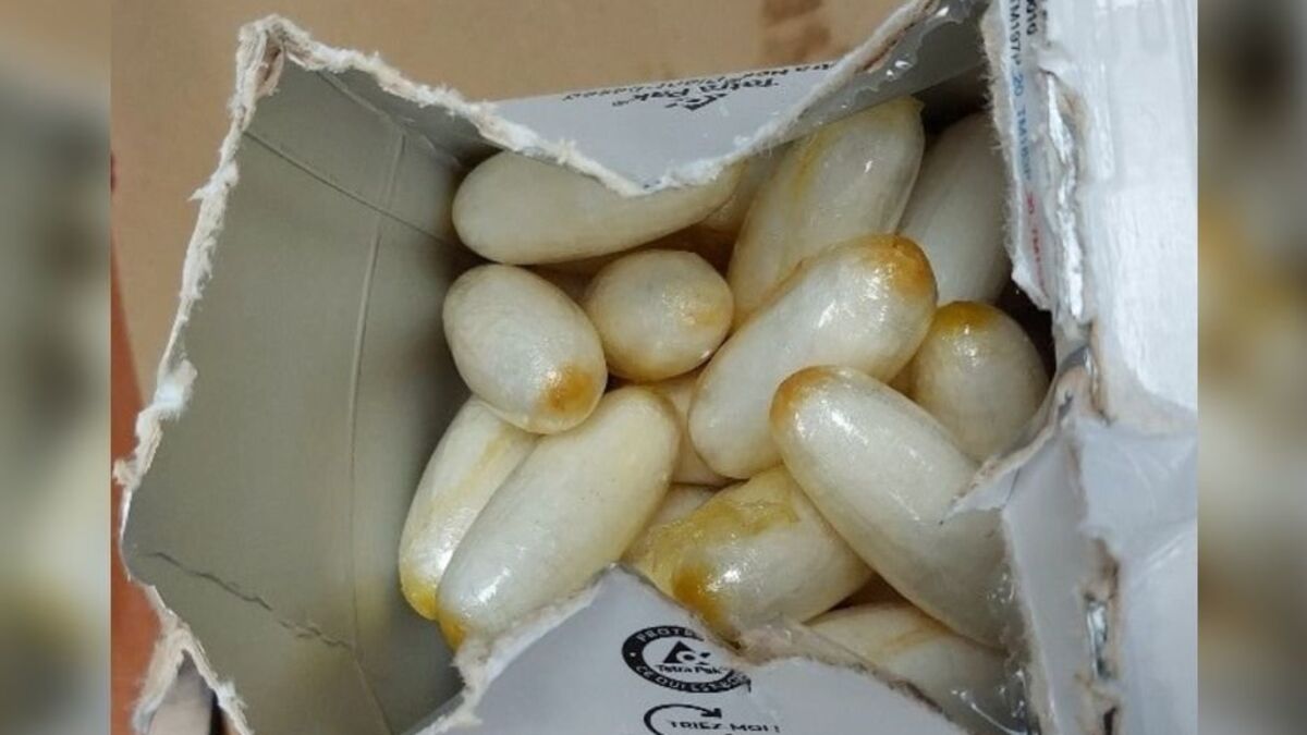 Il avait ingéré 141 sachets de cocaïne : un Français de 19 ans arrêté à ...