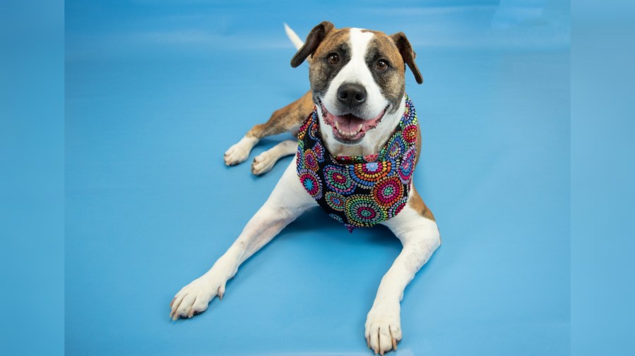 Wounded dog looking for calm, patient home