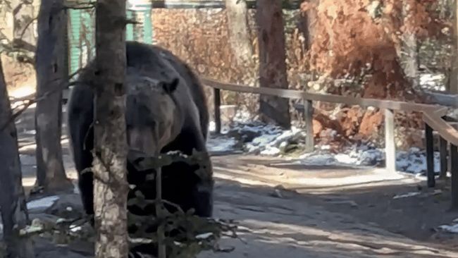 Tourists Come Face-to-Face With Massive Grizzly Bear on Hiking Trail