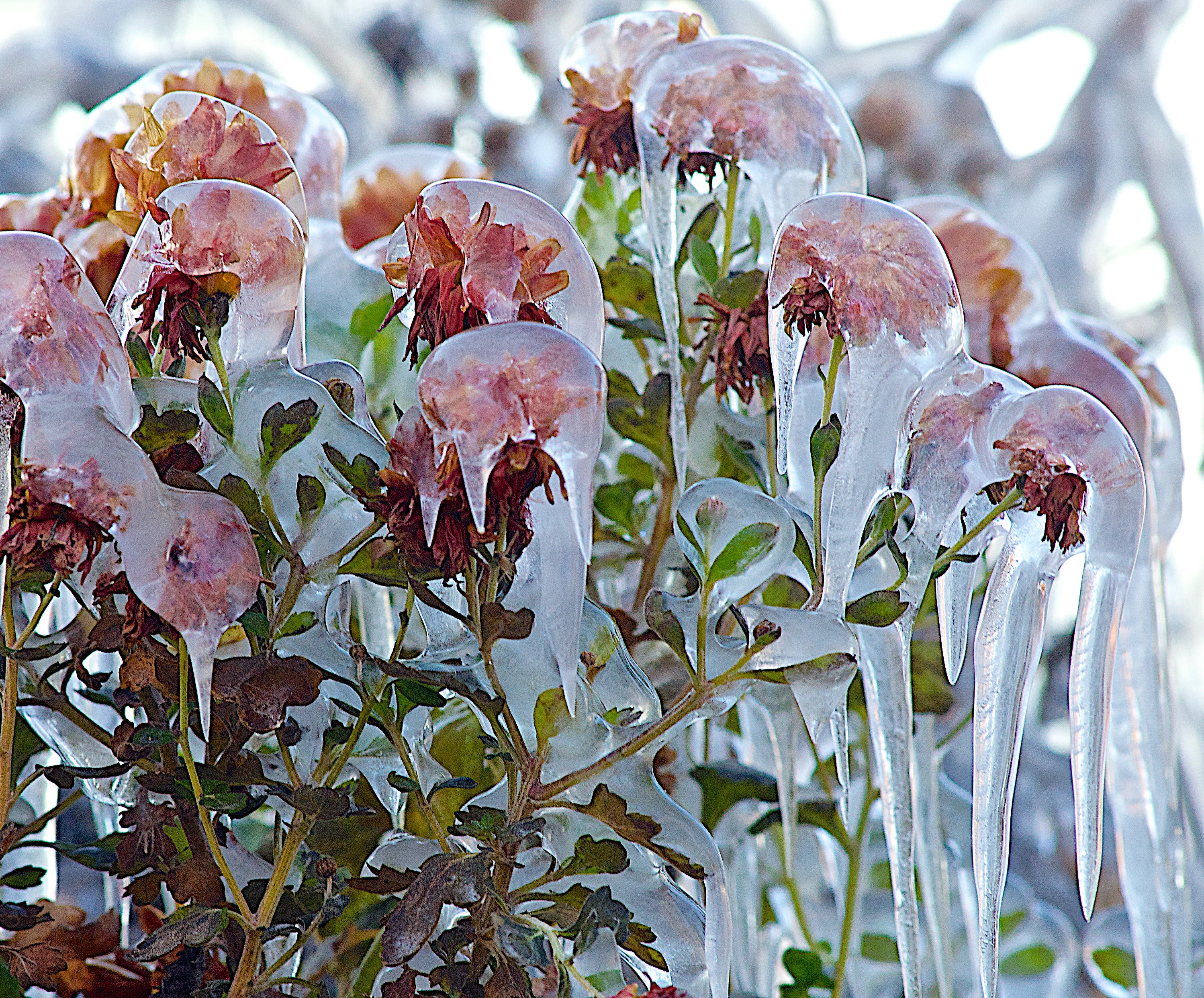 Map shows states facing frost advisory as temperatures to plunge