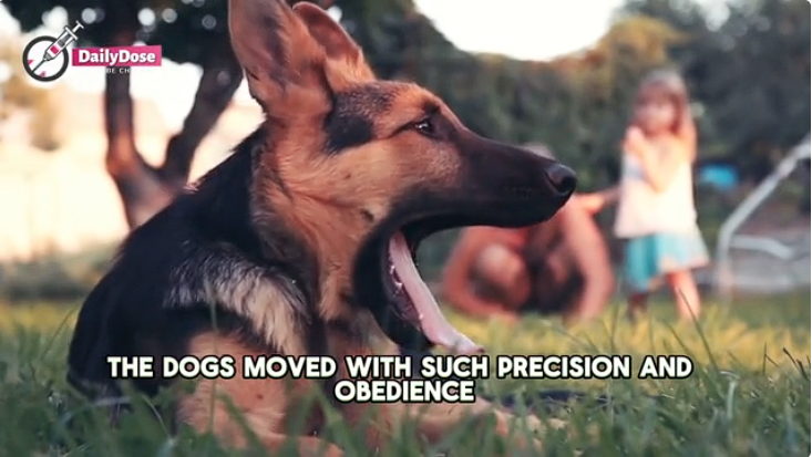 Man Walks His Dogs Unleashed Every Day — Then Neighbors Discover His ...
