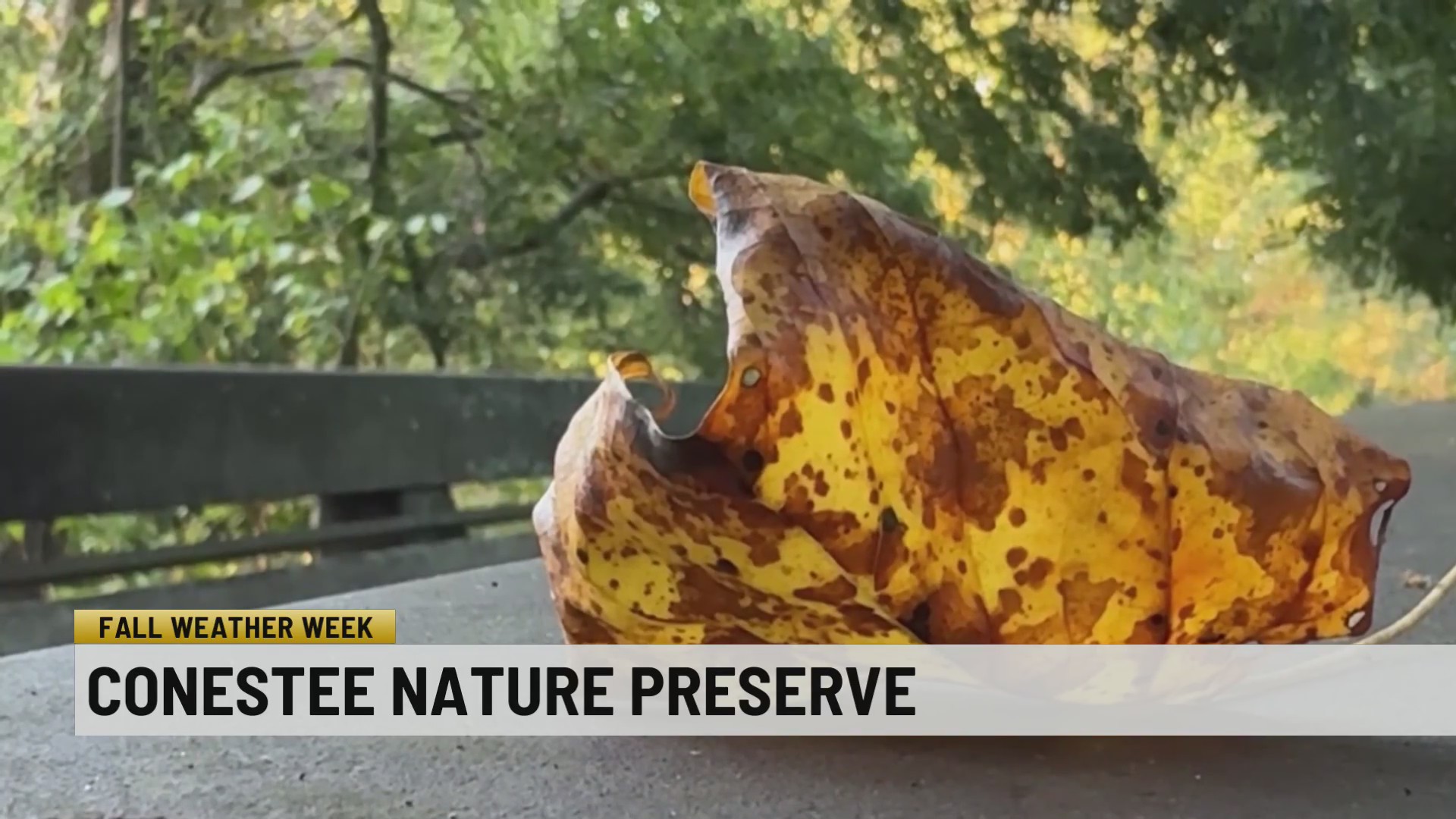 Fall Weather Week: Conestee Nature Preserve