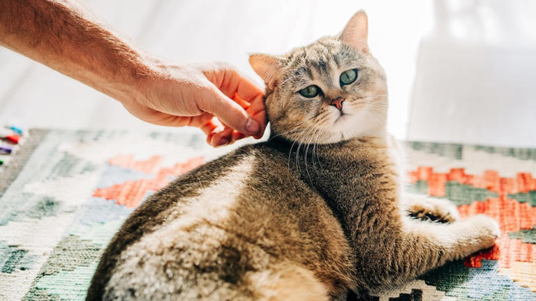 Cat Afraid of Men? It’s Rarely About Gender