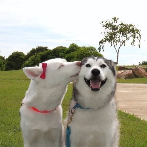 22 Pawfect Pictures of Puppers Being Best Friends to Spread Some Love ...