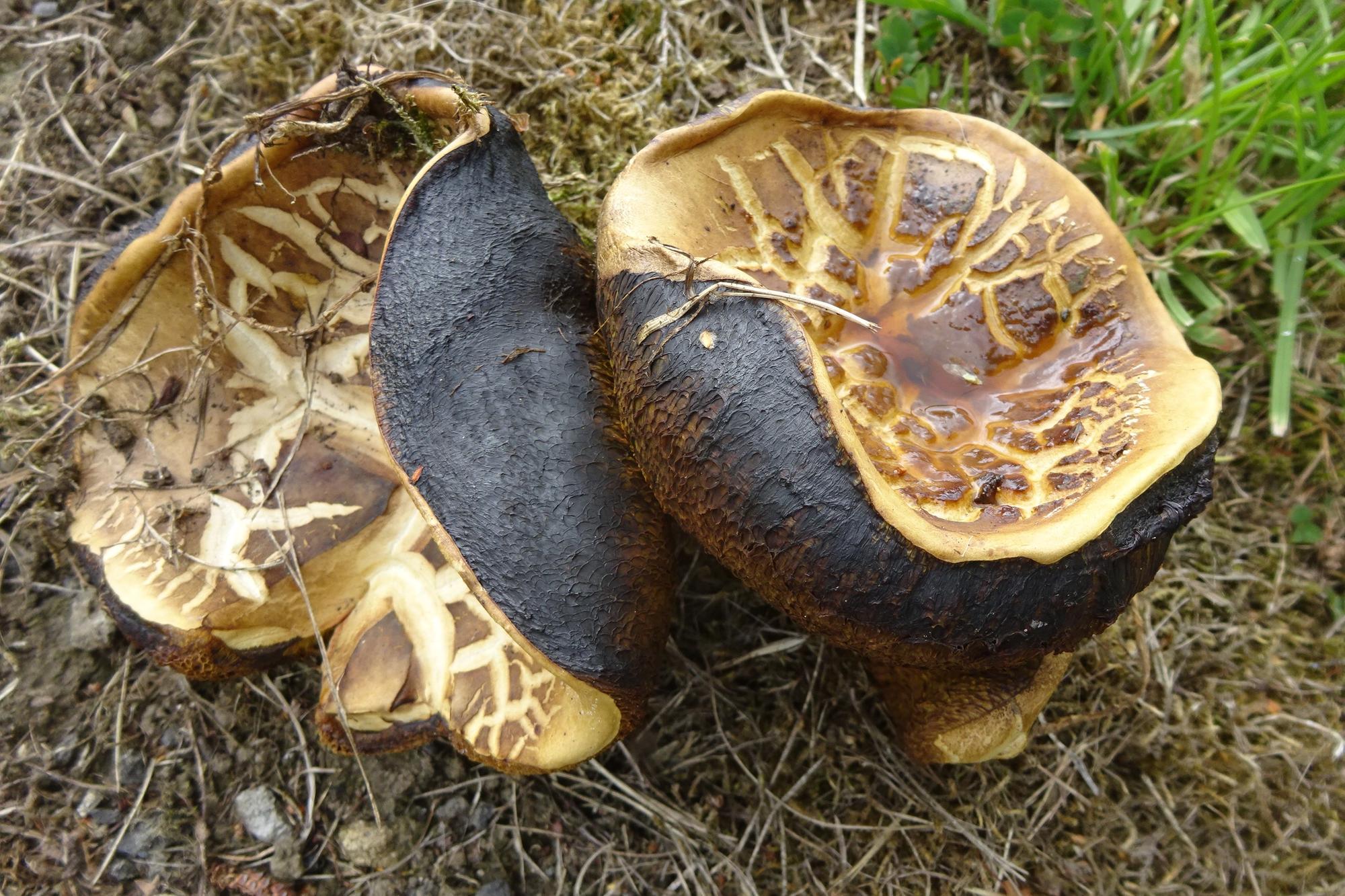 On the Wildside: It’s that fungus season!