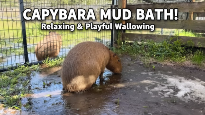 A Day in the Life of Glamorous Animal Care: Fun, Fluff, and Fancy