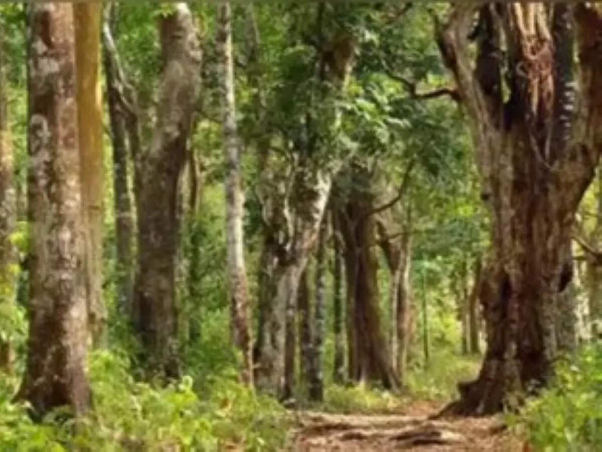 India rises to 9th spot globally in forest area, retains 3rd position ...