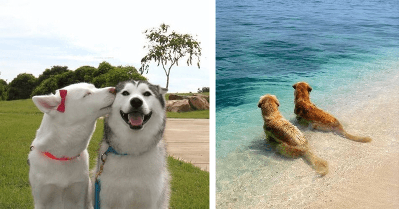 22 Pawfect Pictures of Puppers Being Best Friends to Spread Some Love ...
