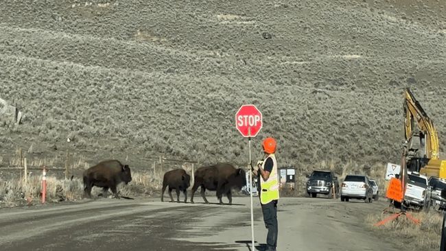 Bison Herd Take Advantage of Worker's Stop Sign to Cross Road