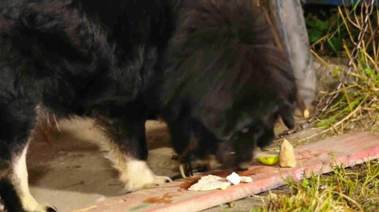 Why Tibetan New Year offers feast for dogs and what divinatory ...