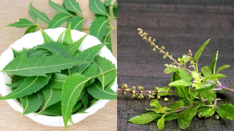 Neem vs. Tulsi: Which ayurvedic herb offers greater benefits for health ...