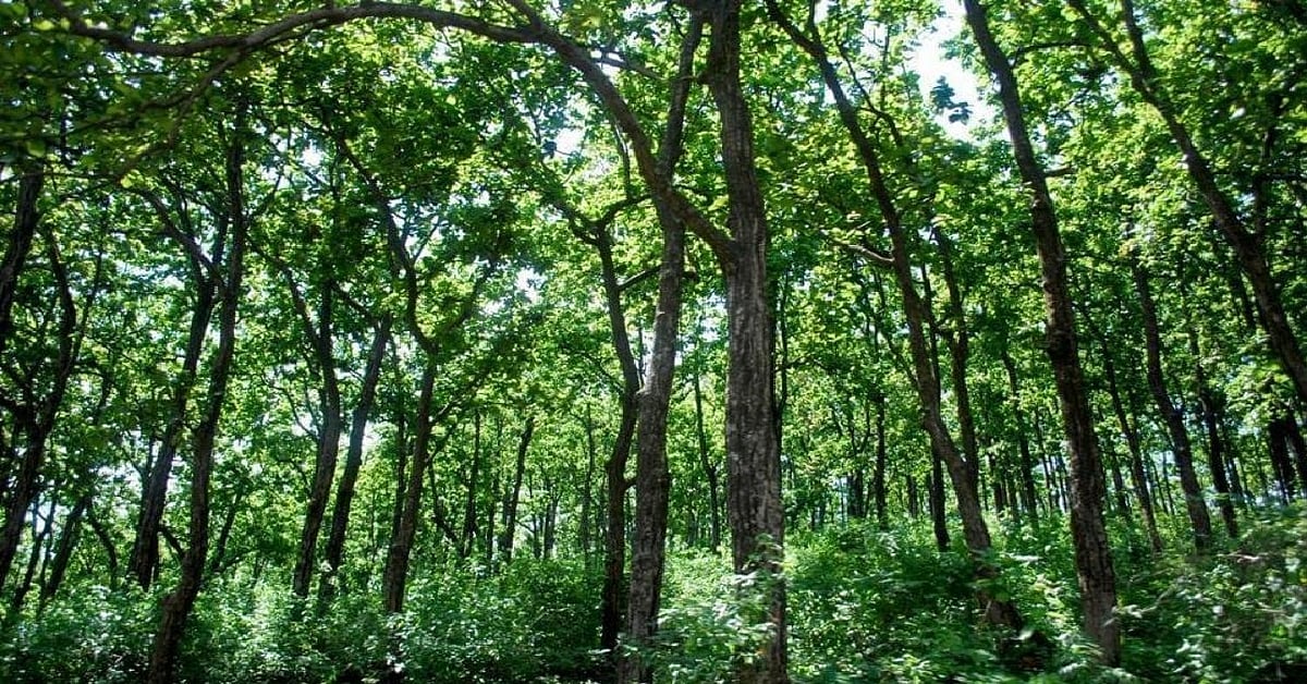 India rises to 9th spot globally in forest area, retains 3rd position ...