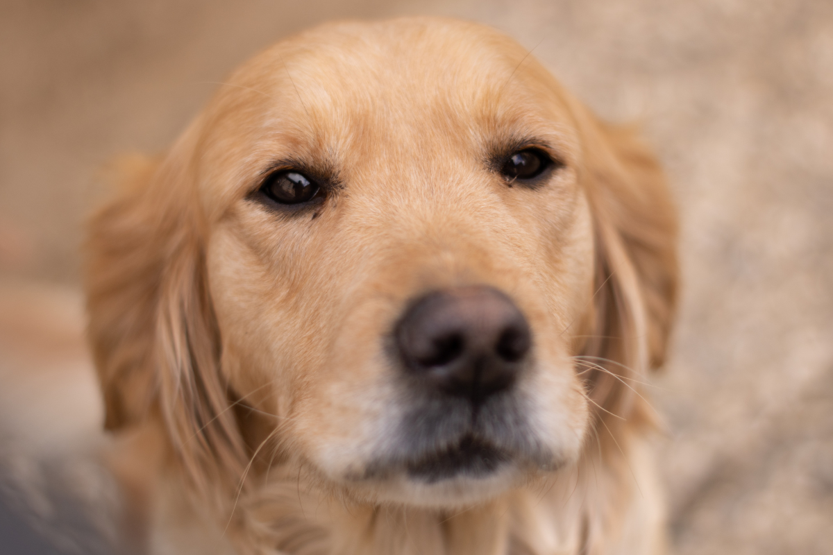 Golden Retriever Deserves a Medal for Tolerating Her Human’s Shenanigans