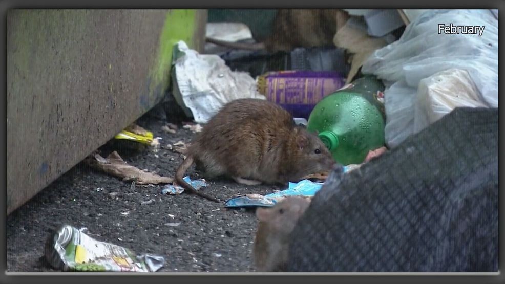 Ada county and its rising rat problem with potential solutions