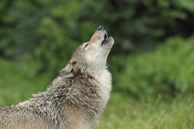 Wolves and other dangerous animals you didn't know were living close to you