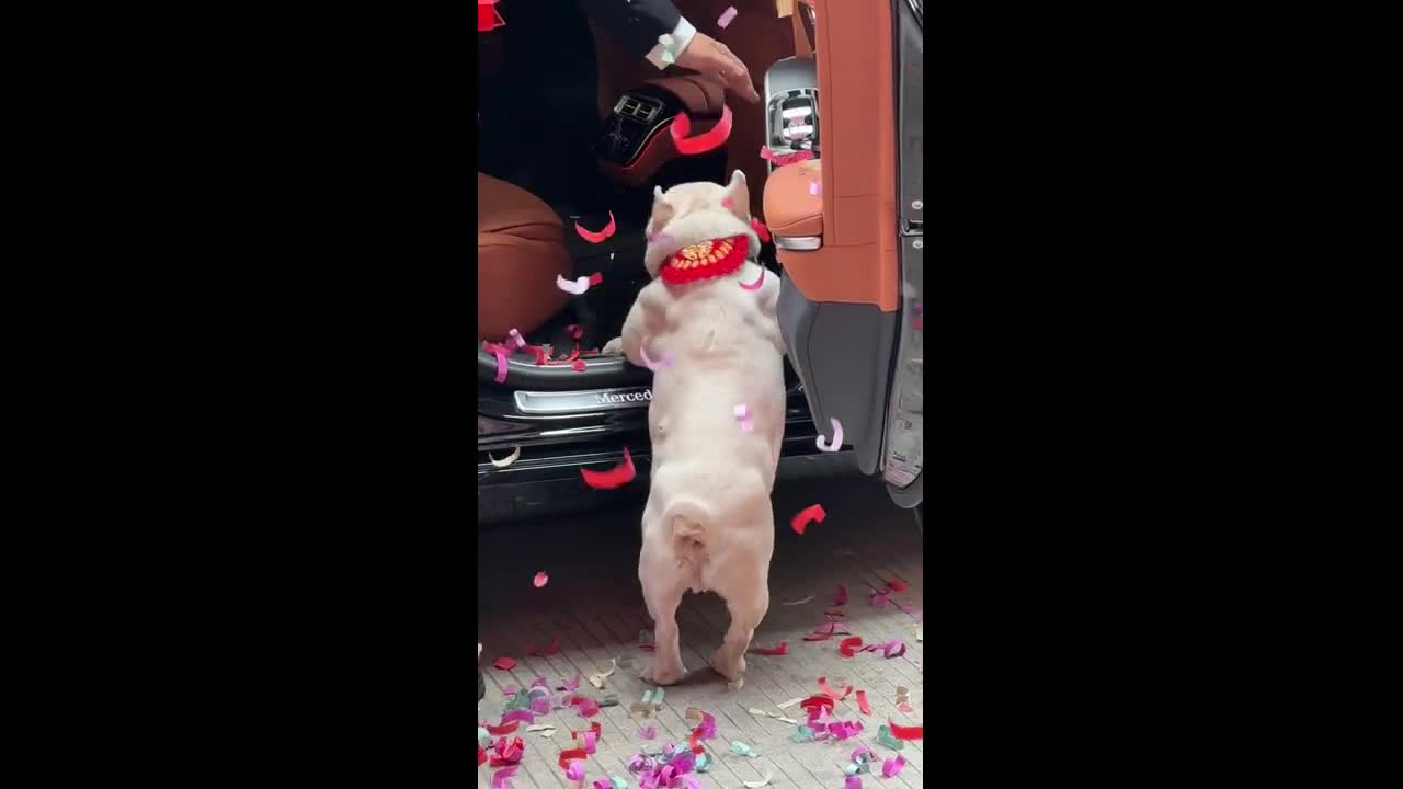 Dog struggles to jump into car during traditional wedding in Fujian, China