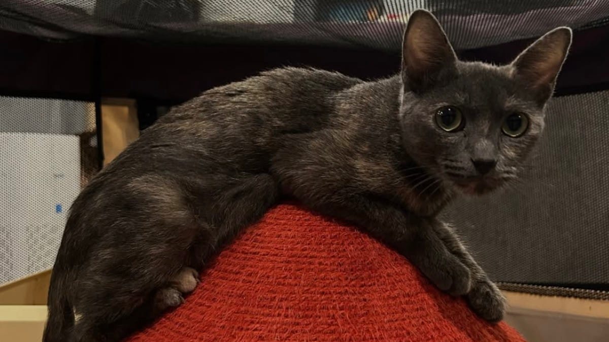 Severely underweight cat arrives at rescue and staff discover her ...