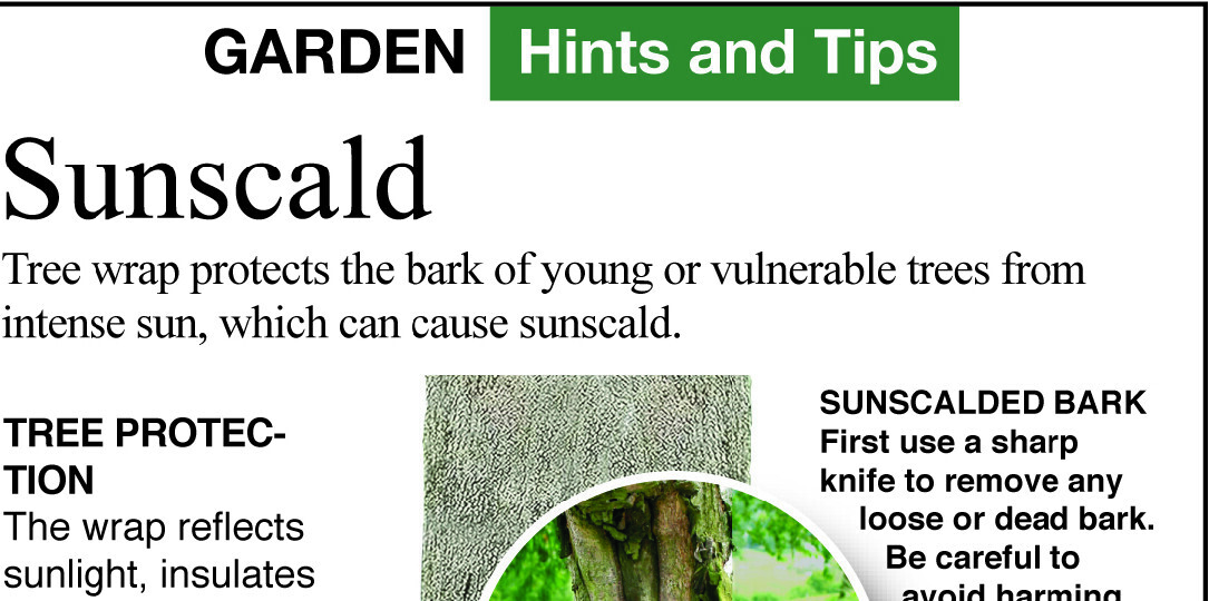 Can Trees Get Sunburned?