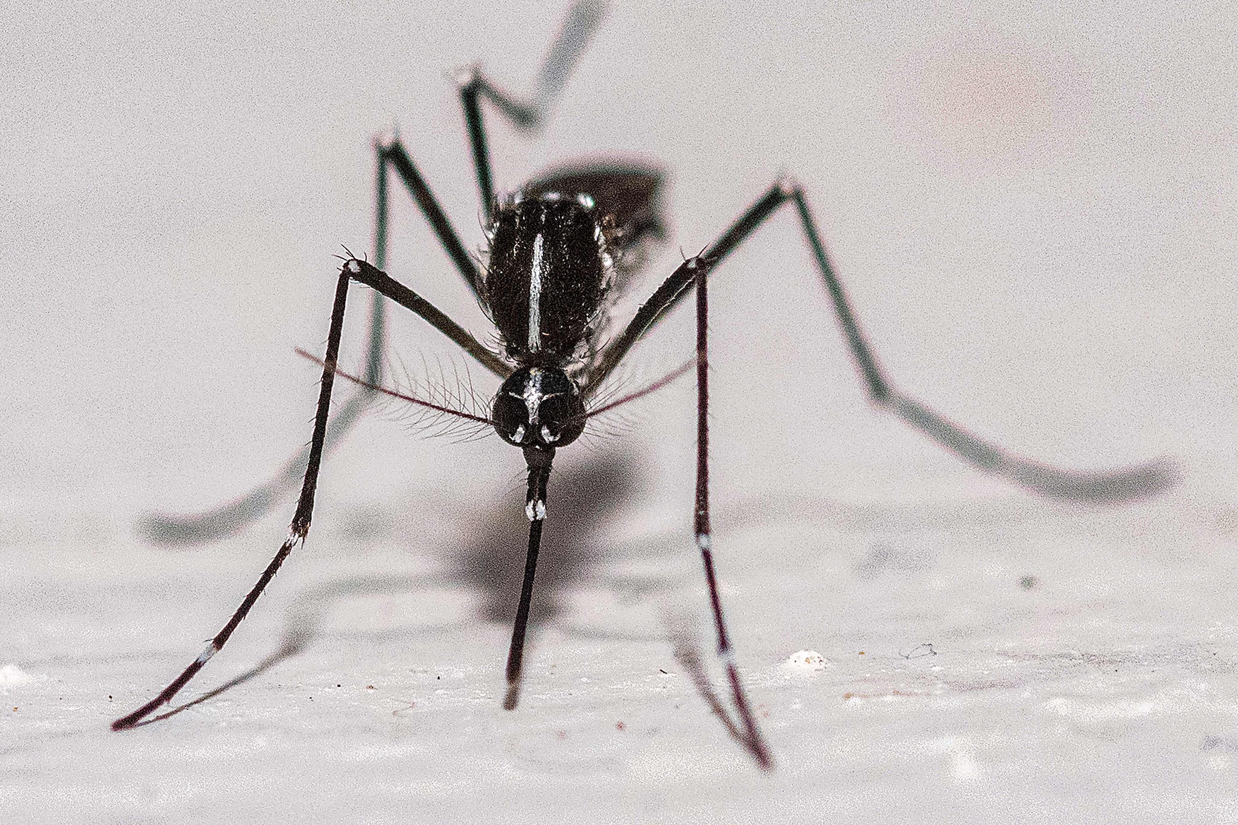 Mosquitoes Discovered in Iceland for First Time