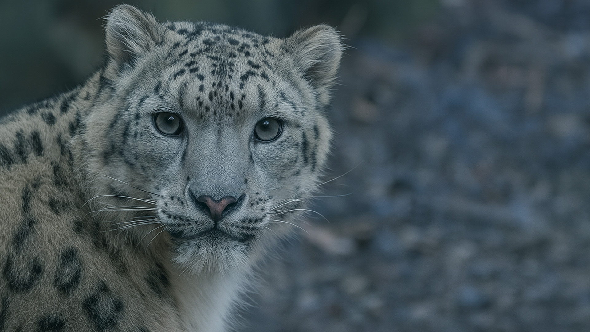 Close Encounter With a Snow Leopard