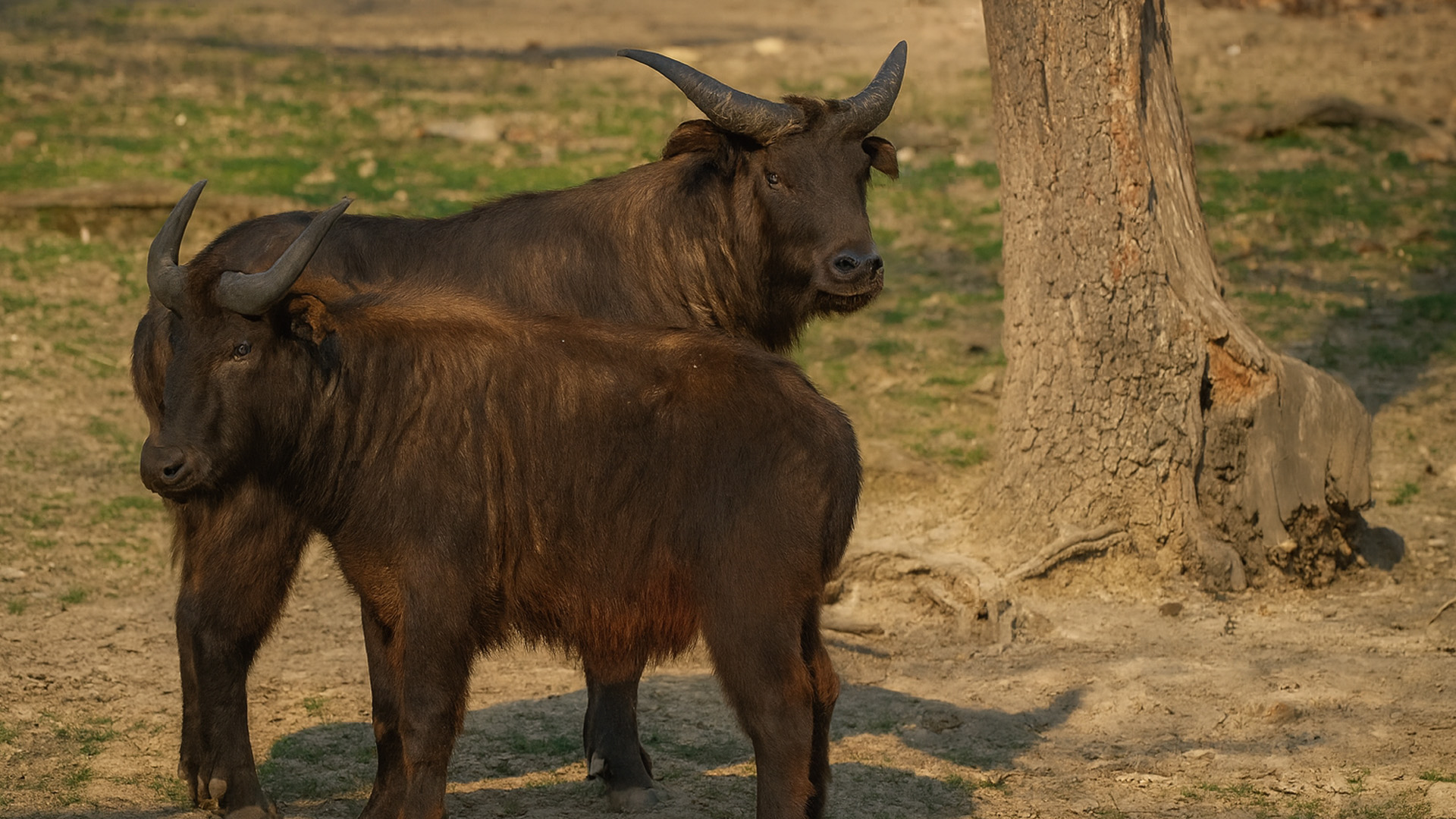 Close Encounter With a Mishmi Takin