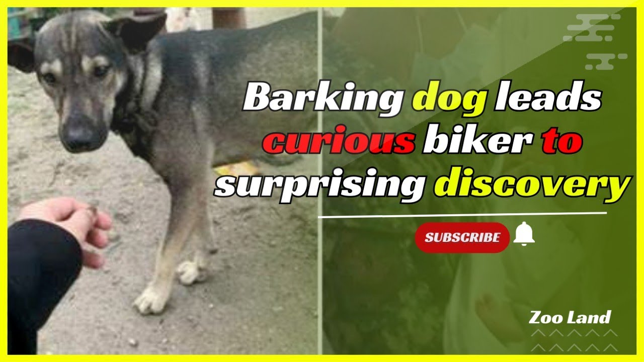 Dog Won’t Stop Barking at Biker – What He Finds on the Ground Will ...