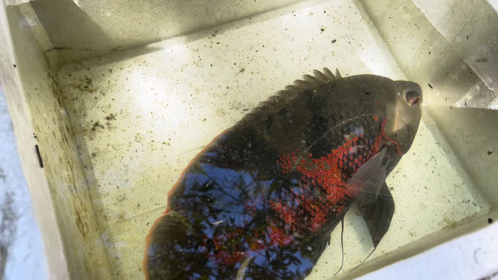 Buying my dream fish