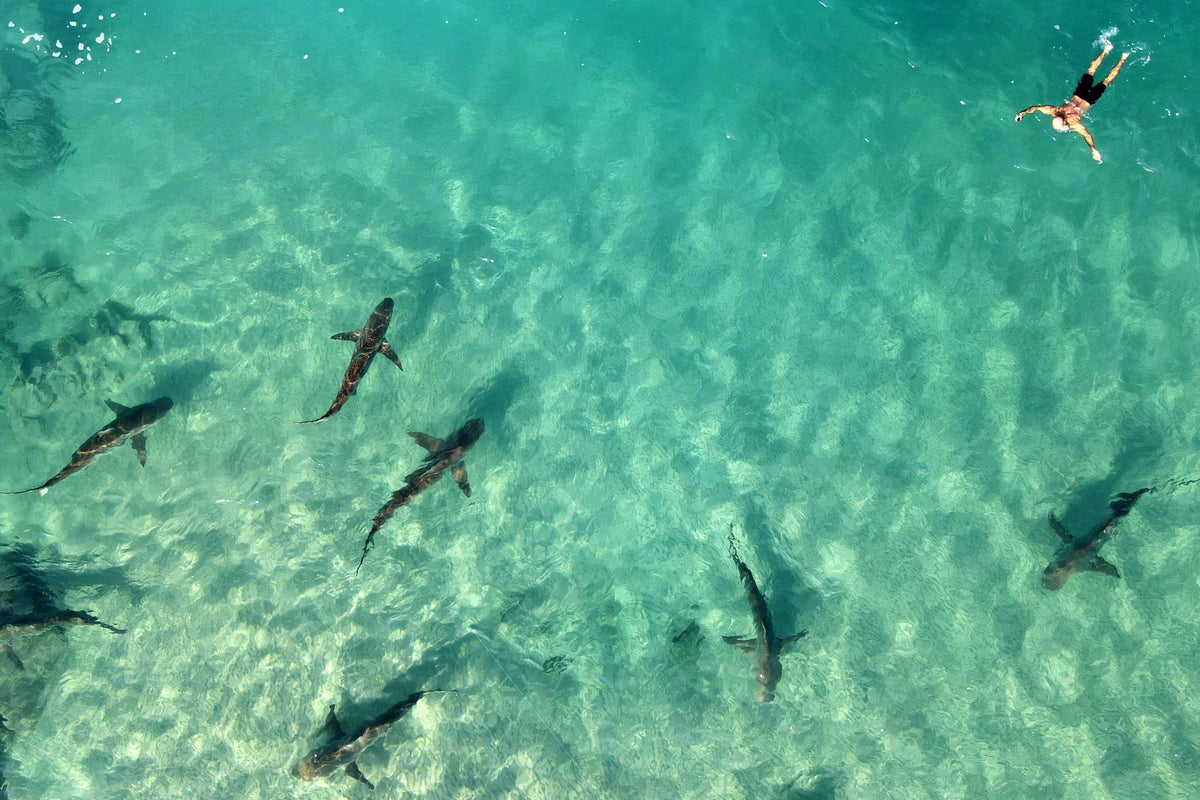 Sharks from species once thought harmless kill and eat snorkeler in ...