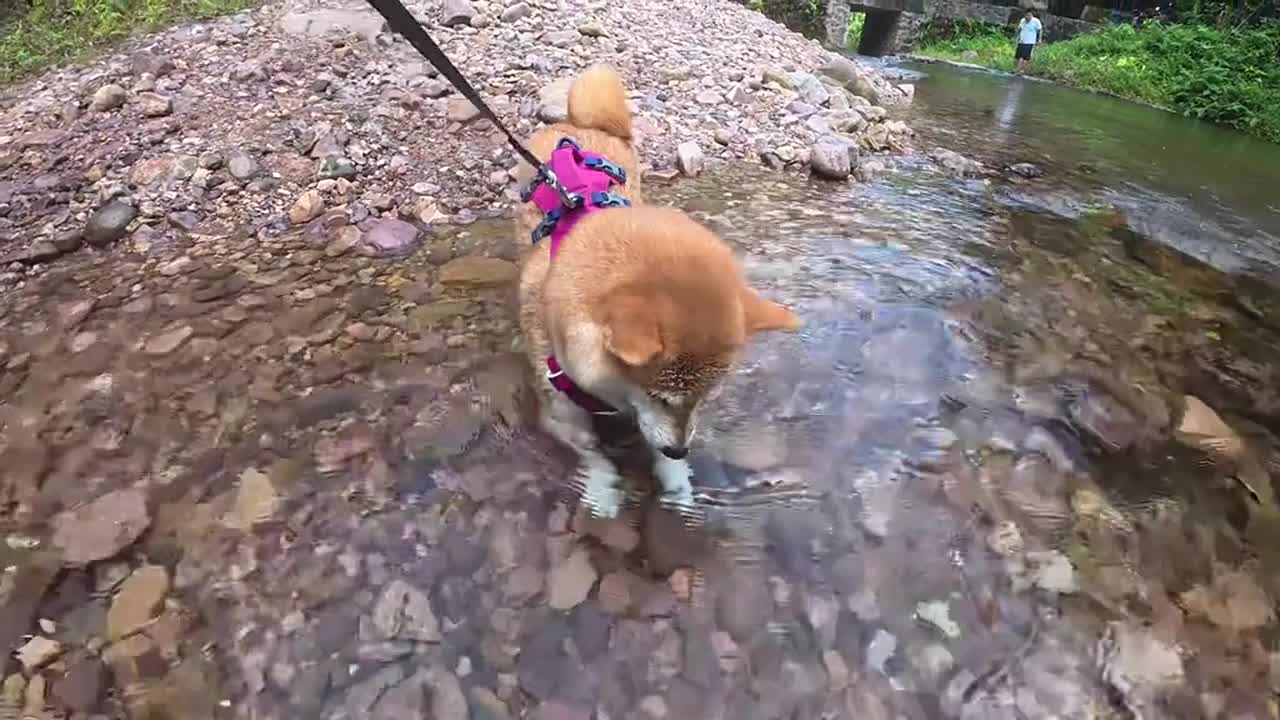 Curious dog digs underwater in Guangxi, China