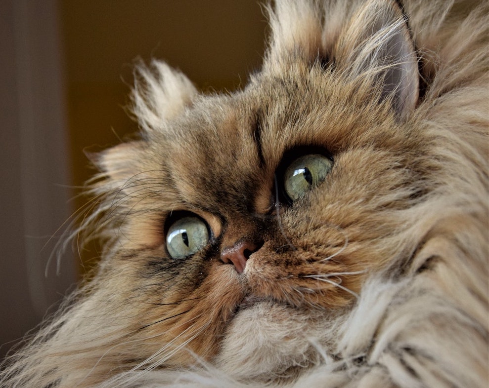 Queste sono le razze di gatti più amate e adottate nel mondo: i loro ...