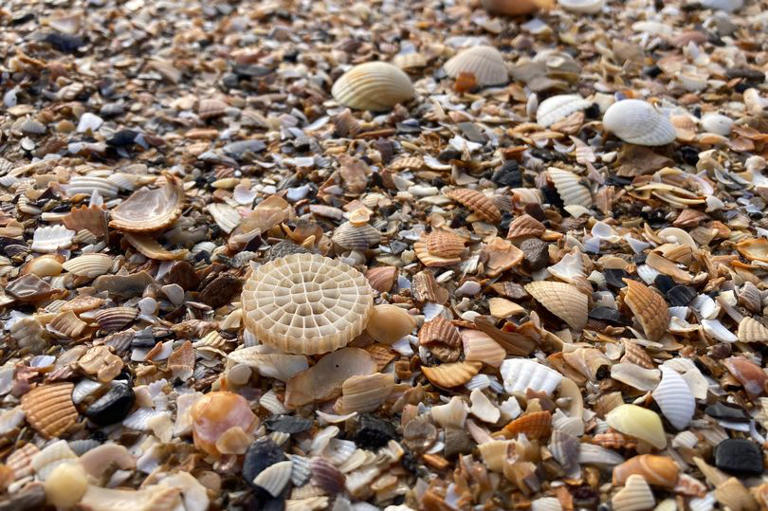 'Thousands' of plastic discs found on miles of Welsh coastline