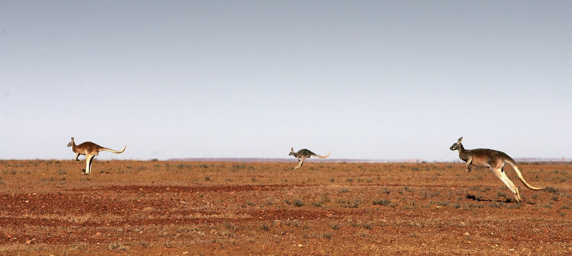 Why don't animals cross the imaginary Wallace Line?