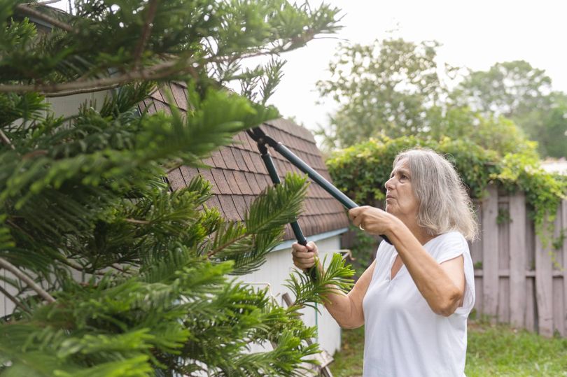 Legal rights for anyone whose neighbour's tree is overhanging into ...