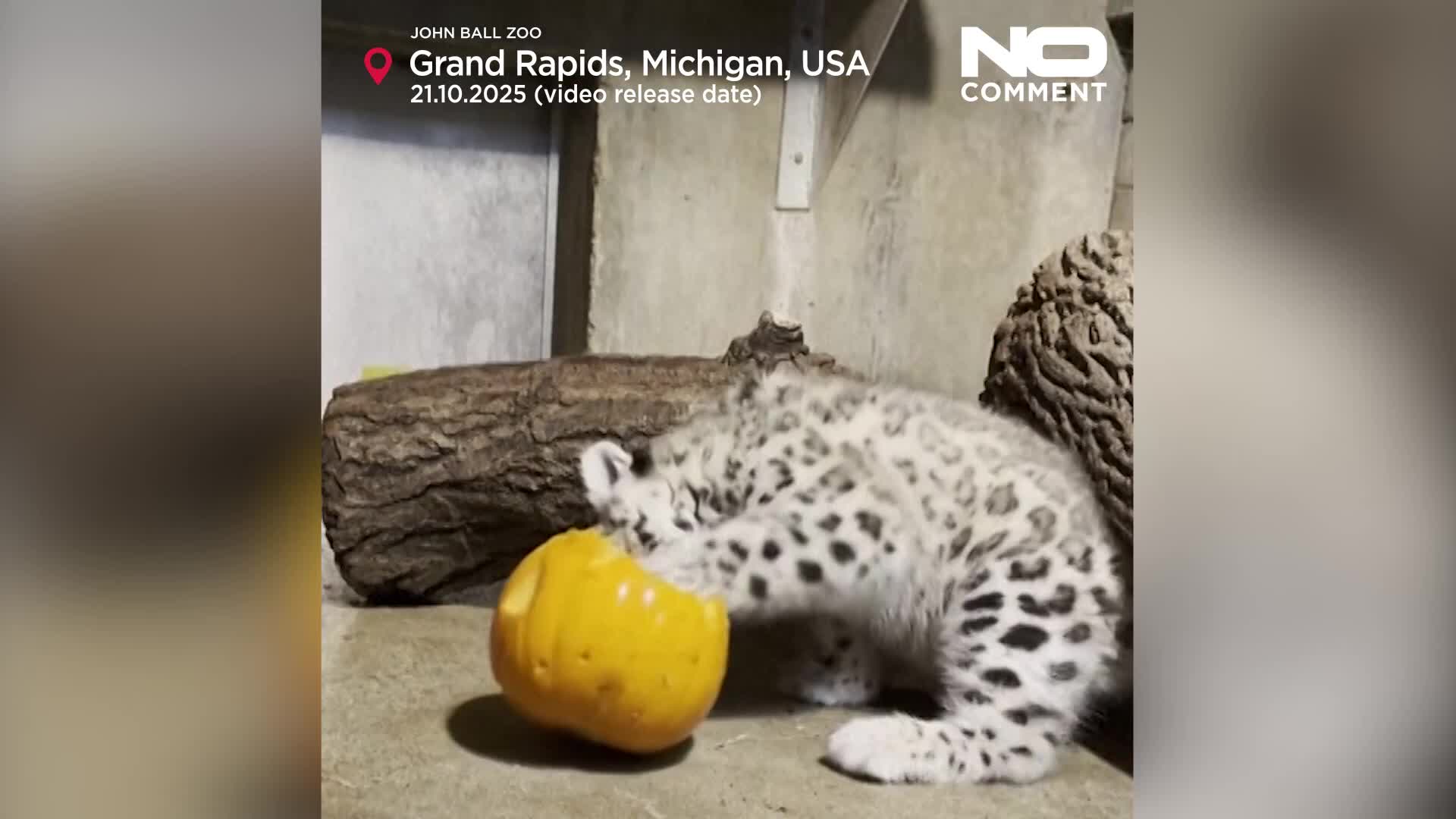 Baby snow leopard sees a pumpkin for the first time